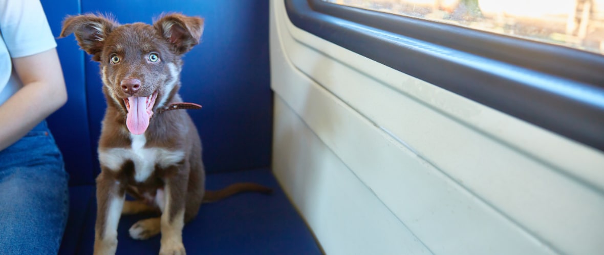Normativa para viajar en tren con tu perro