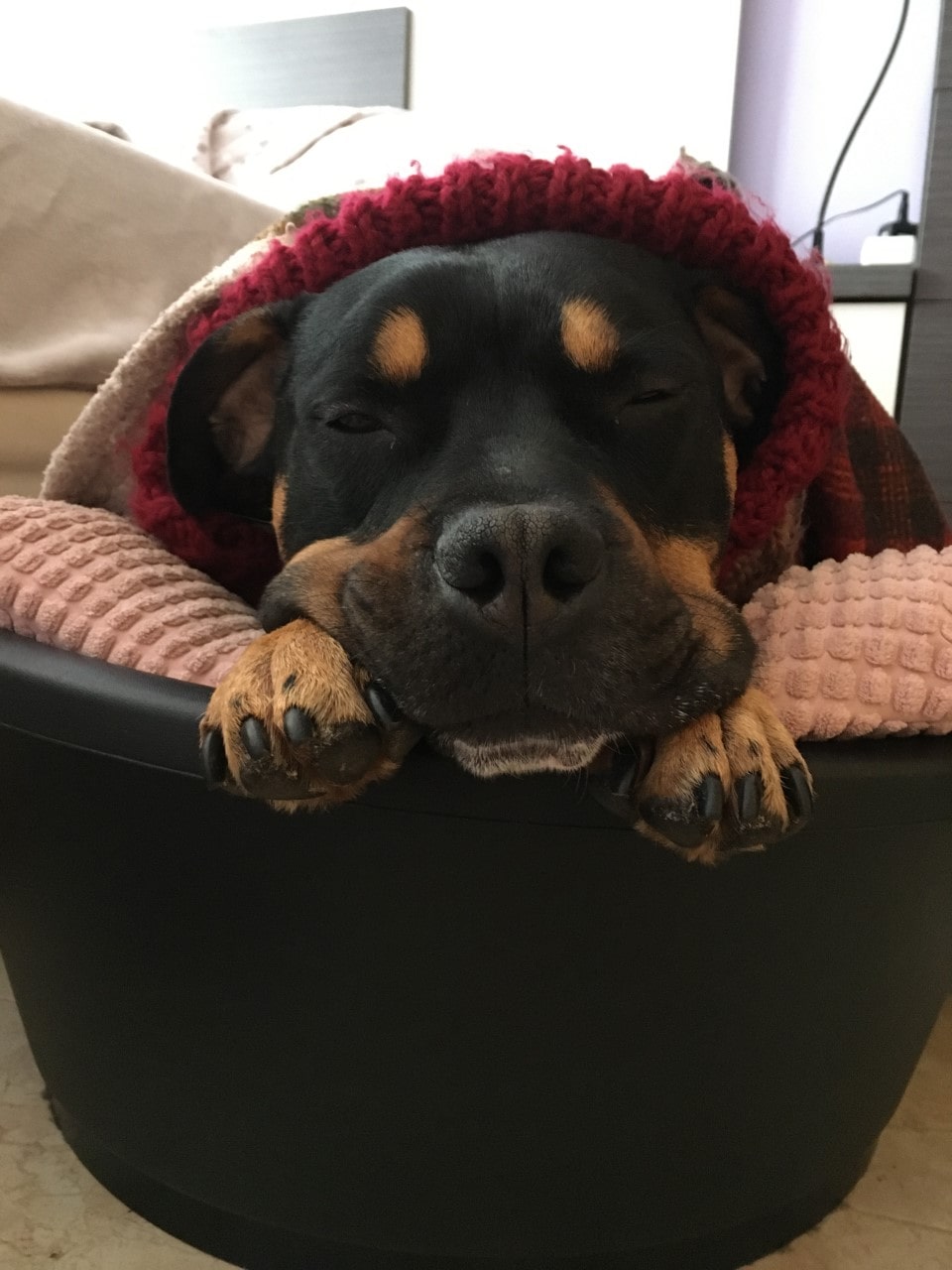 Dámaris y Chop, una gran historia de adopción