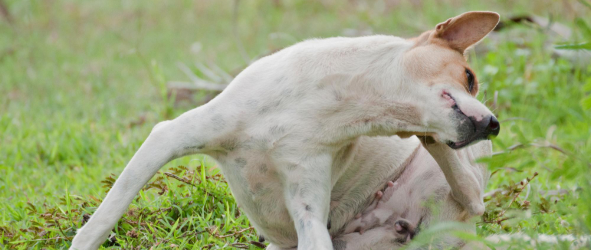 Dermatitis en perros: causas, síntomas y cómo cuidar su piel