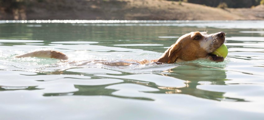 Guía rápida para actuar si tu perro se ahoga | Kiwoko