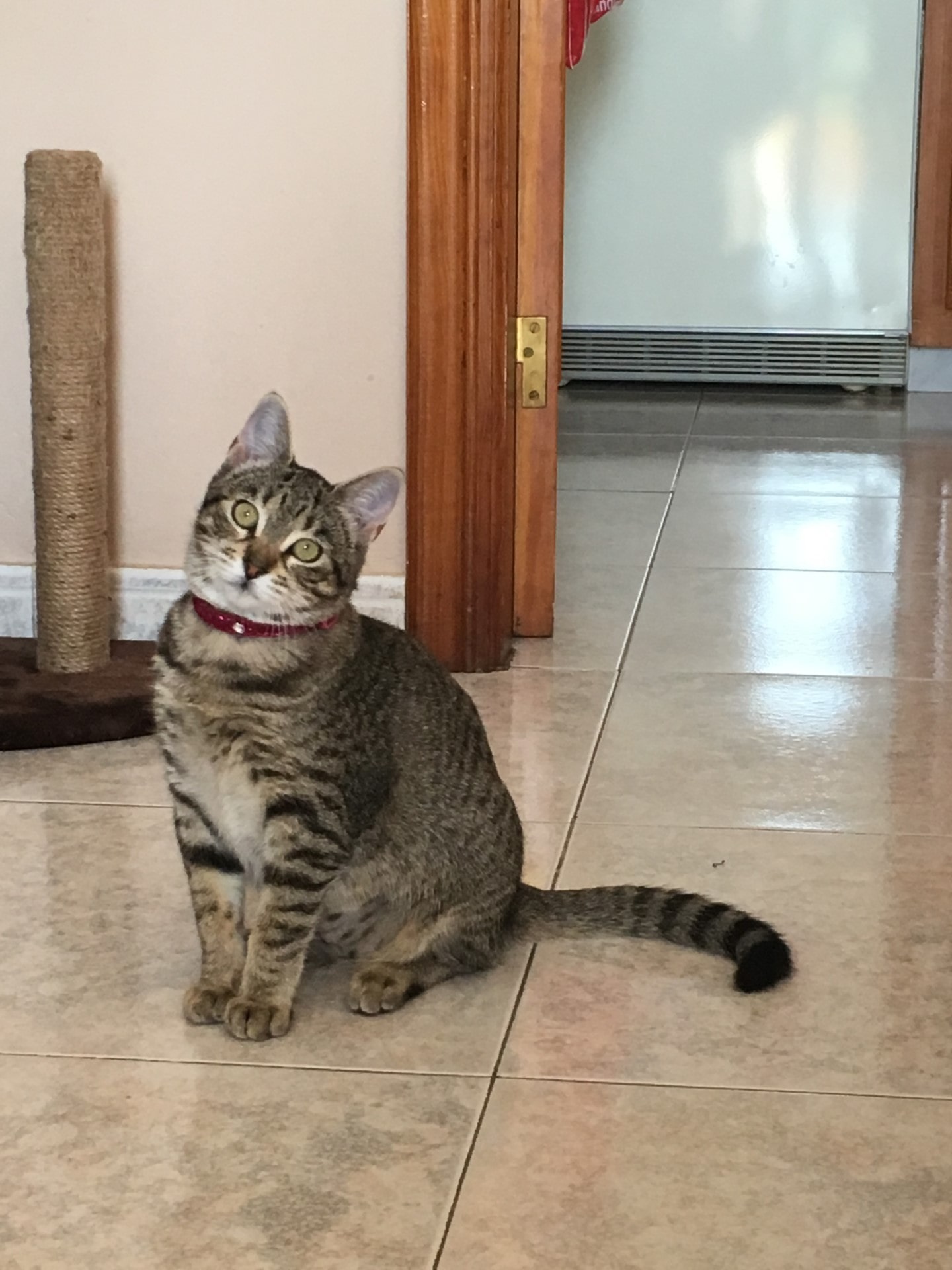 Conoce la historia de adopción de Arya y Natalia