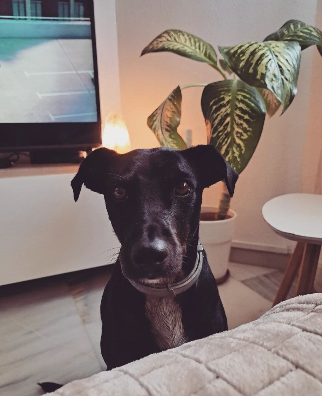 Descubre la historia de adopción de Kiwi & Marta | Blog Kiwoko