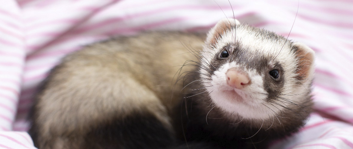 Hurones: Características, cuidados y comportamiento