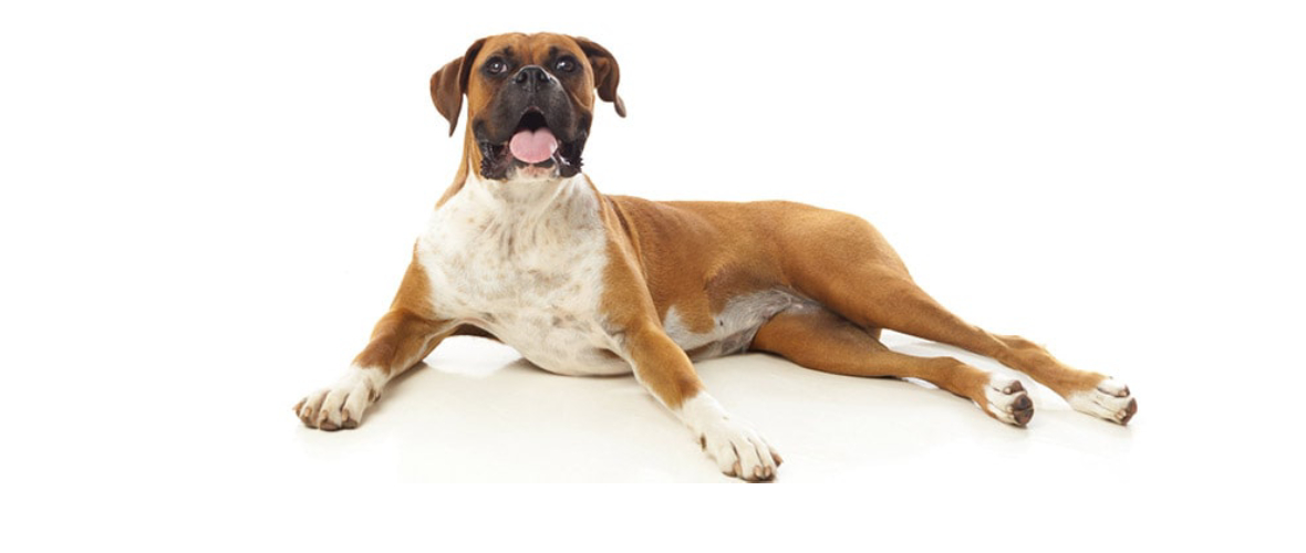 Todo lo que debes de saber sobre la raza bóxer | Blog Kiwoko