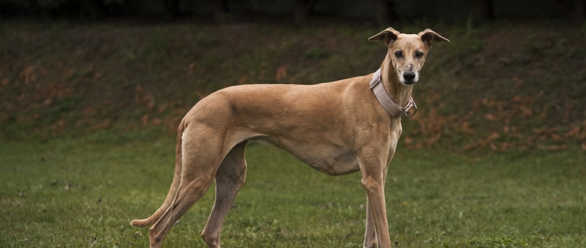 Colores Del Perro Galgo