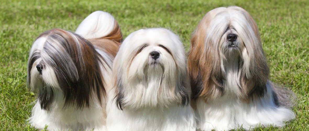 Información sobre la raza Lhasa Apso | Blog Kiwoko