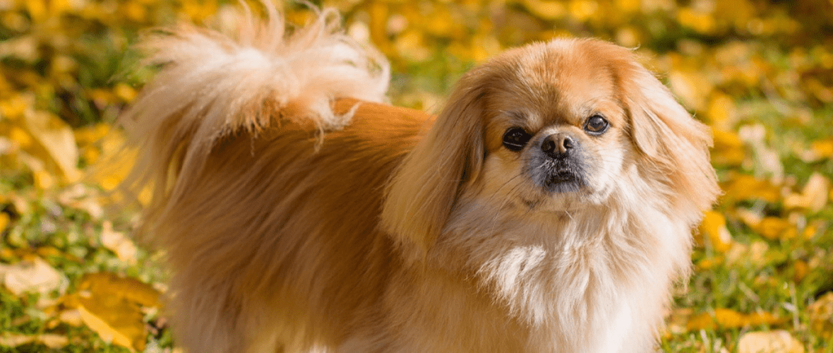 Características y cuidados del Pequinés | Blog Kiwoko