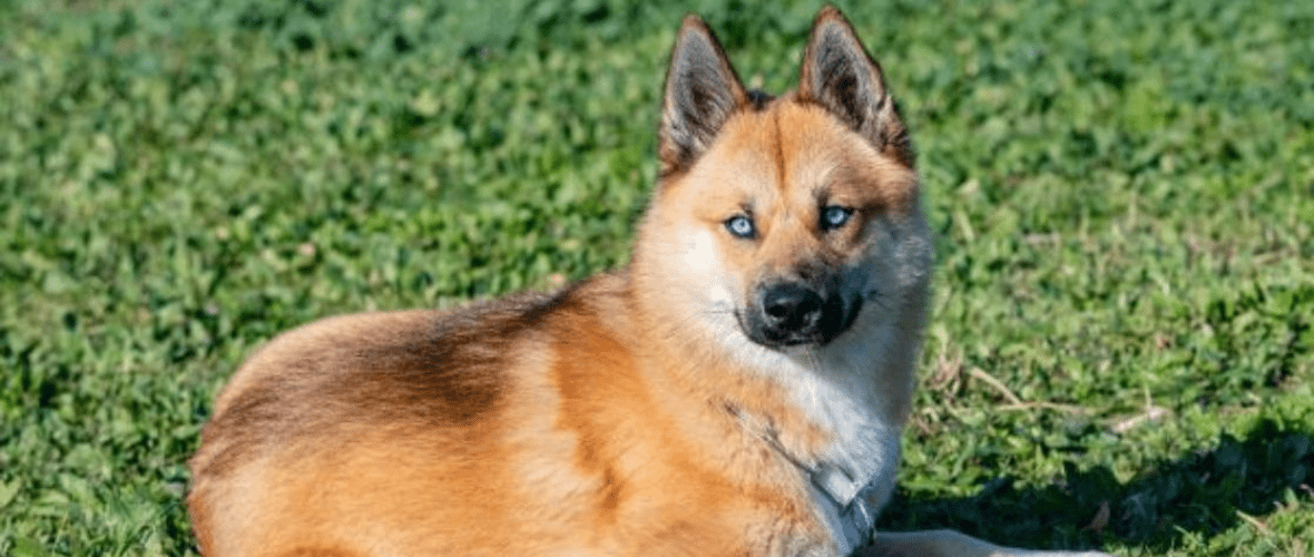 Descúbrelo todo sobre la raza de perro Pomsky | Blog Kiwoko