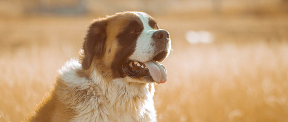 Raza De Perro Beethoven Boyero De Berna Wikipedia, La Enciclopedia