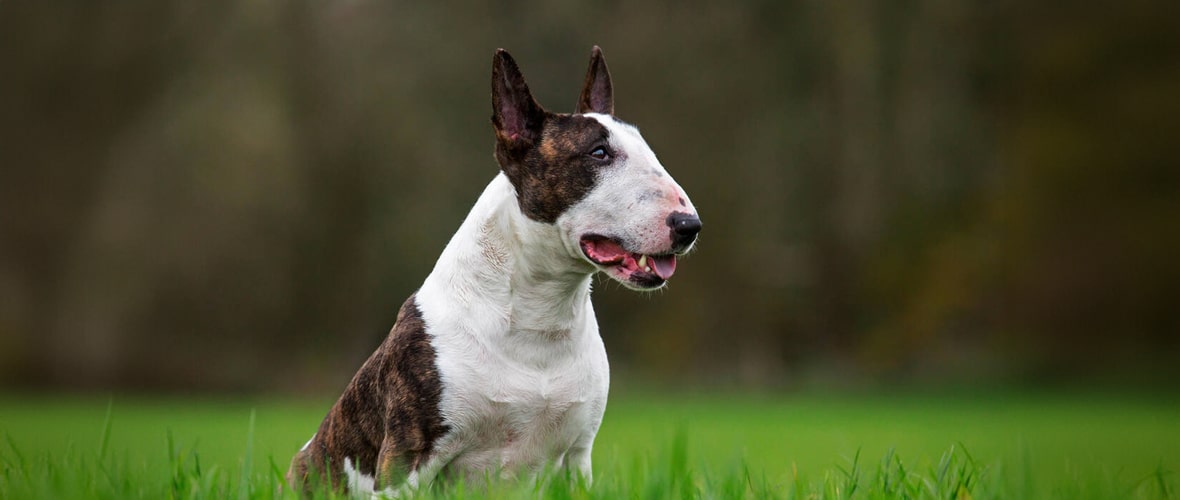 Los Bull Terrier Ingleses Son Agresivos