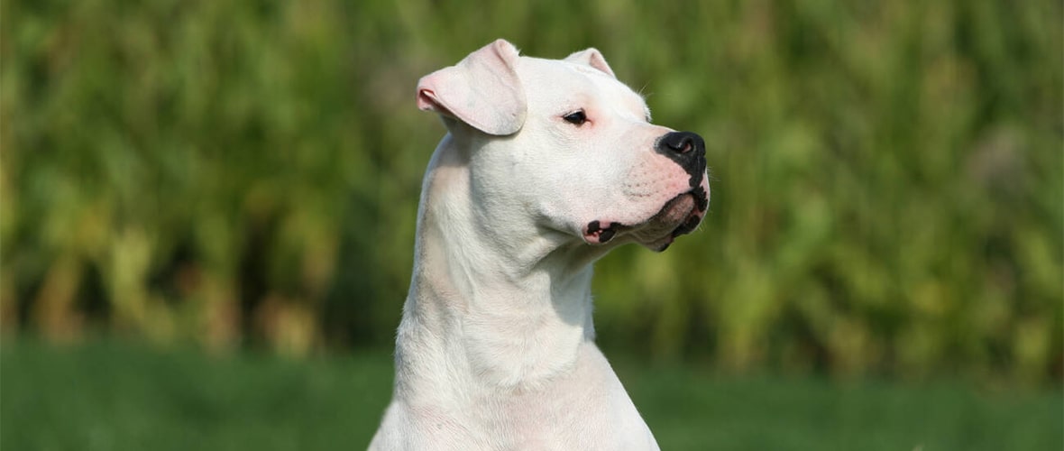 Mezcla De Dogo Argentino Y Boxer Conoce A Frog, La Más Nueva De La
