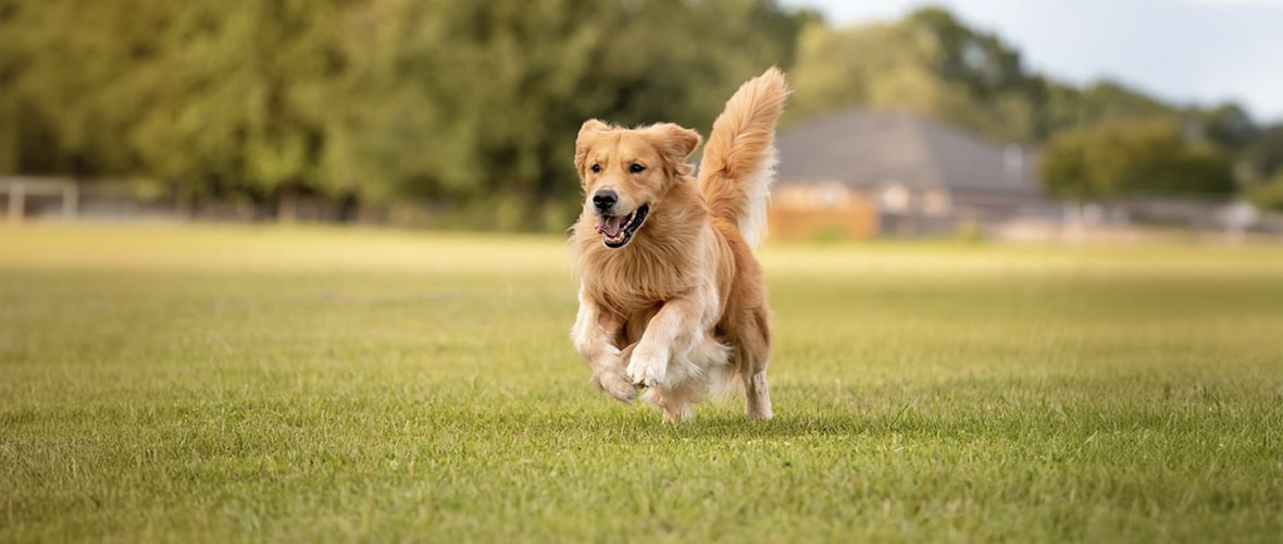 Cuanto Ejercicio Necesita Un Golden Retriever