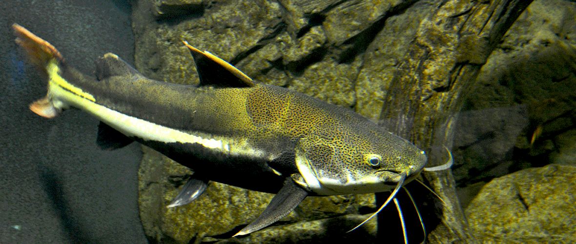 Guía completa de cuidados para el Pez Gato | Kiwoko