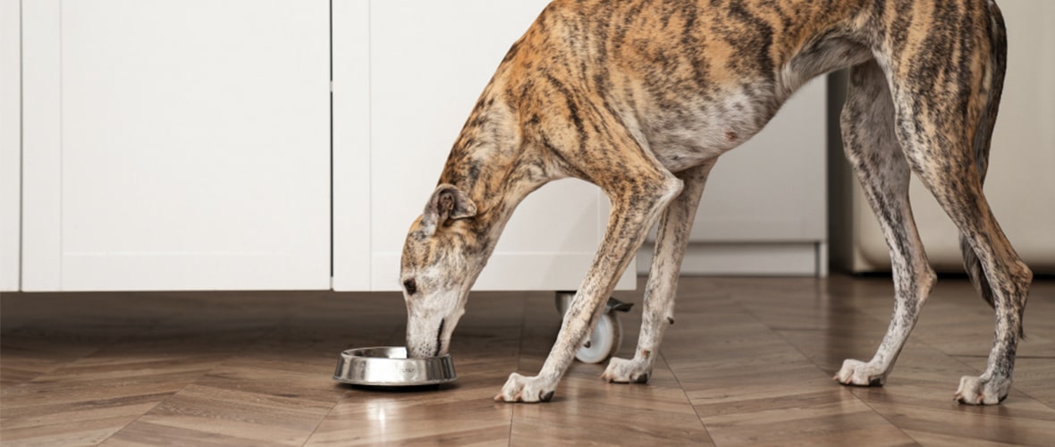Cual Es Mejor Comida Seca O Humeda Para Perros