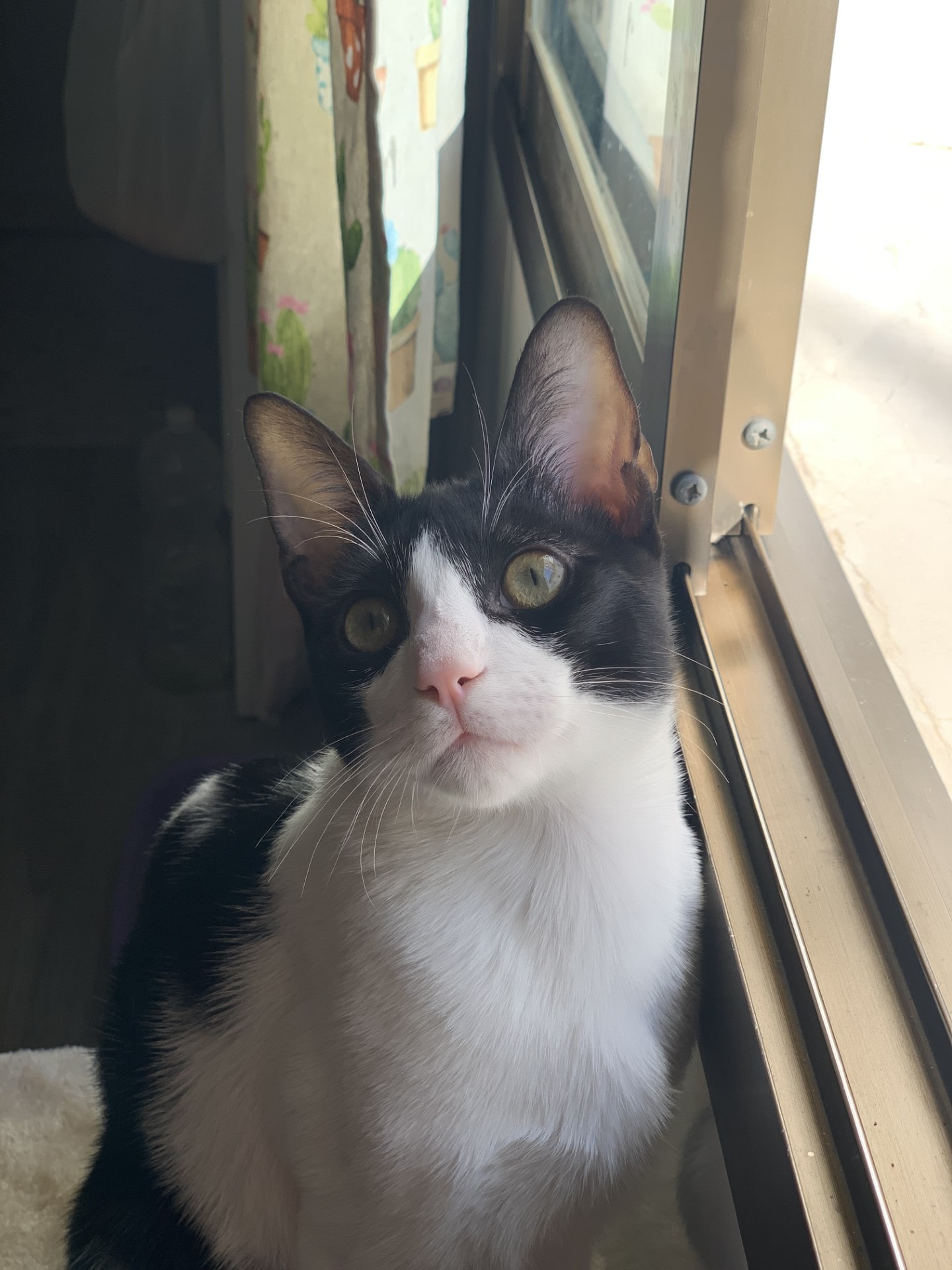 La historia de adopción de Carmen y Yerón | Blog Kiwoko