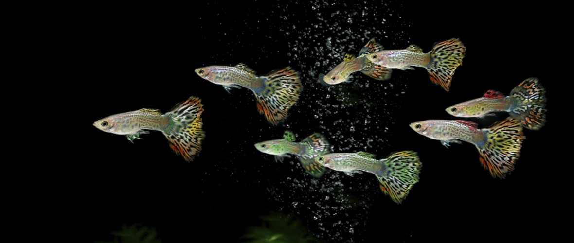 Tipos De Peces Comunitarios 🌊 Hoy Queremos Compartir Un Tema Muy