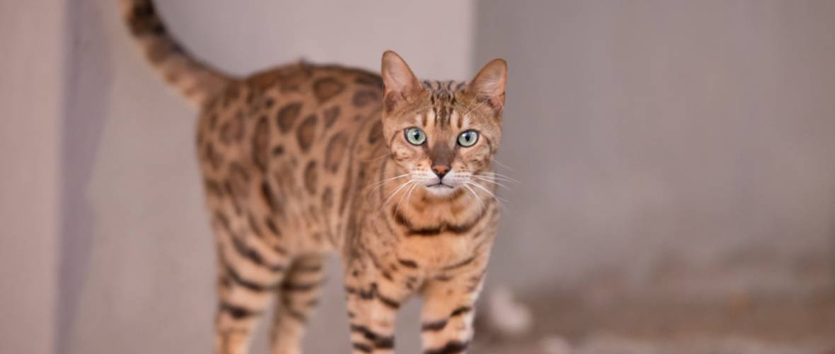 Gato Bengalí | Blog Kiwoko