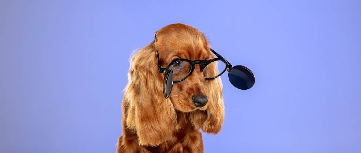 TOP 10 razas de perros más inteligentes | Blog Kiwoko