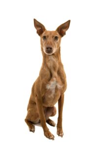 Todo lo que debes saber del podenco andaluz | Blog Kiwoko