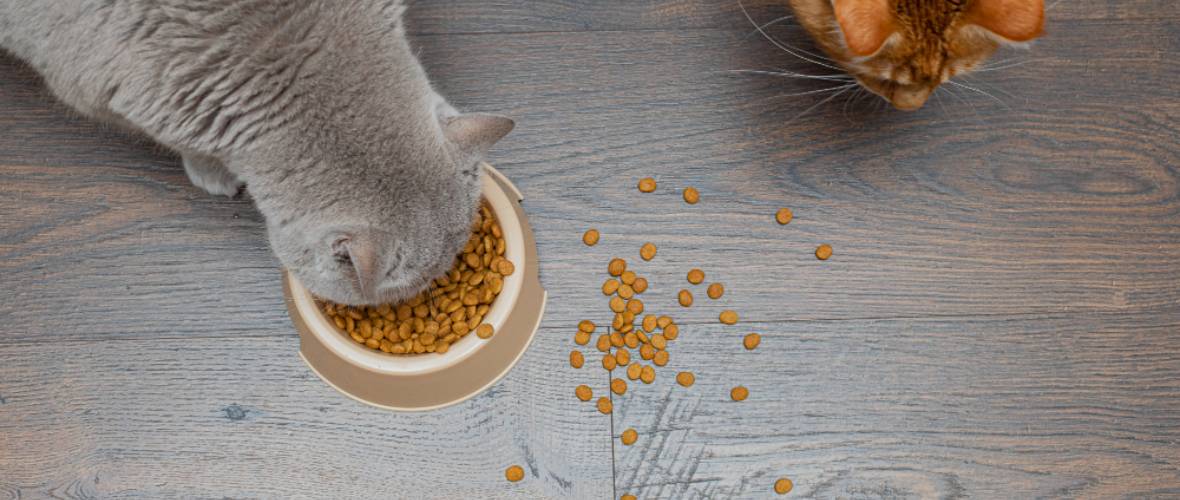Mejores piensos para gatos 2026: Guía completa | Blog Kiwoko