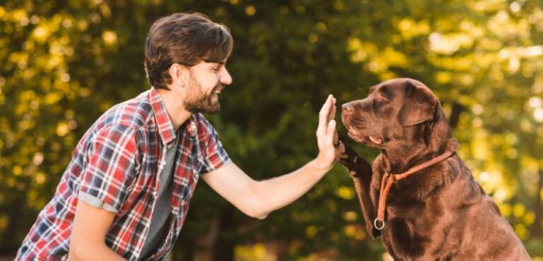 Feliz Día del Padre Perruno: Actividades y regalos perfectos