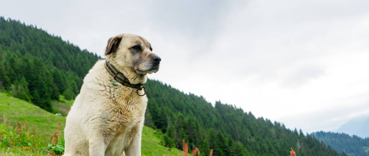 Kangal Turco: Cuidados y consejos sobre la raza | Blog Kiwoko