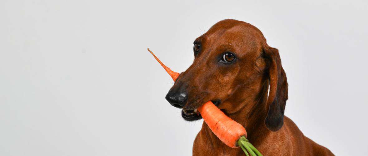 Frutas y verduras que pueden comer los perros: ¡Descúbrelas!