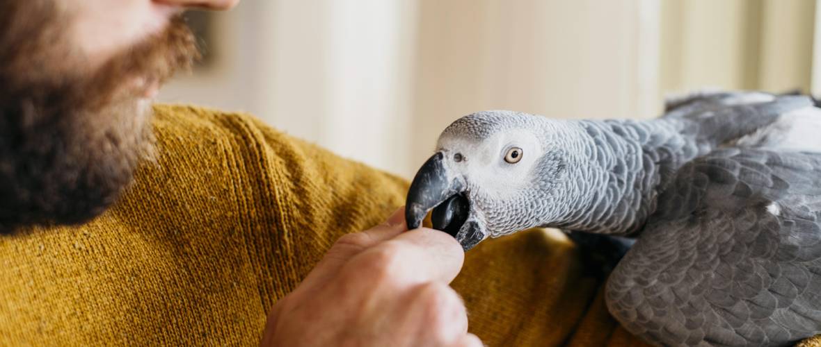Todos los secretos sobre la alimentación de los loros