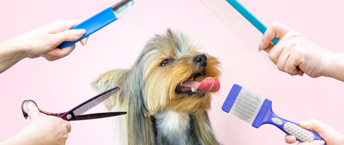 Grooming en perros: Todo lo que necesitas saber para cuidar a tu peludo ...