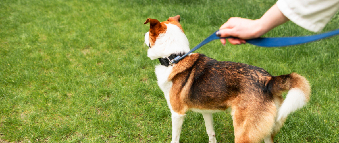 El mejor collar de entrenamiento para perros: tipos, usos y consejos