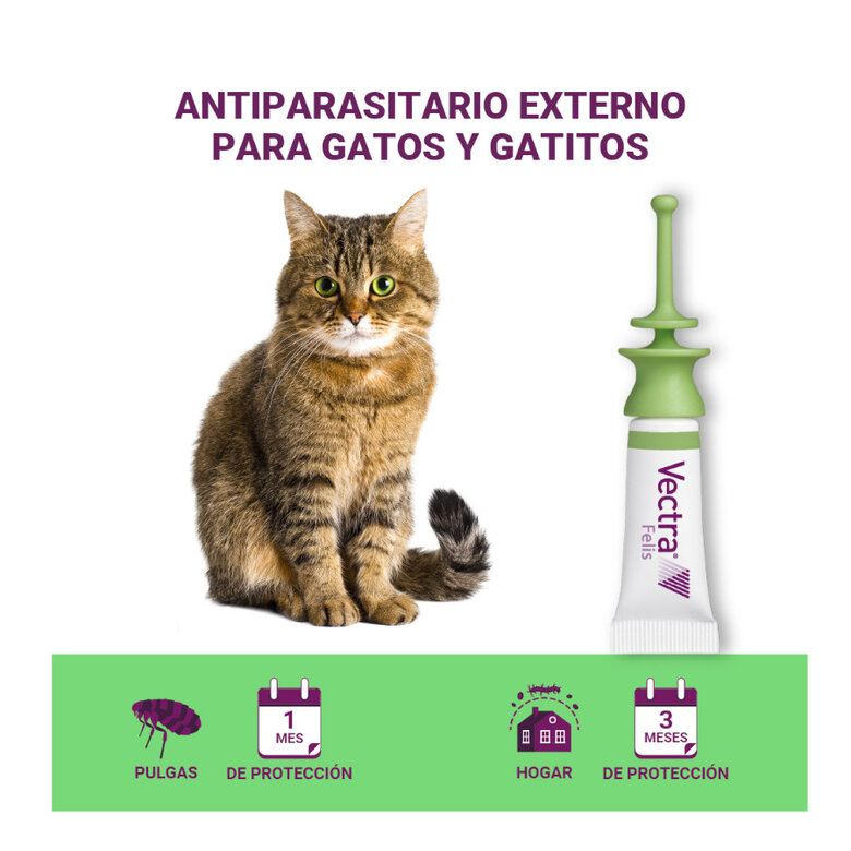 Vectra Felis Pipetas Antiparasitarias para gatos - Pack 3 | Kiwoko