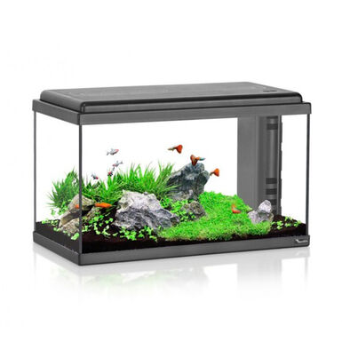 Acuarios, peceras y accesorios para tu acuario | Kiwoko