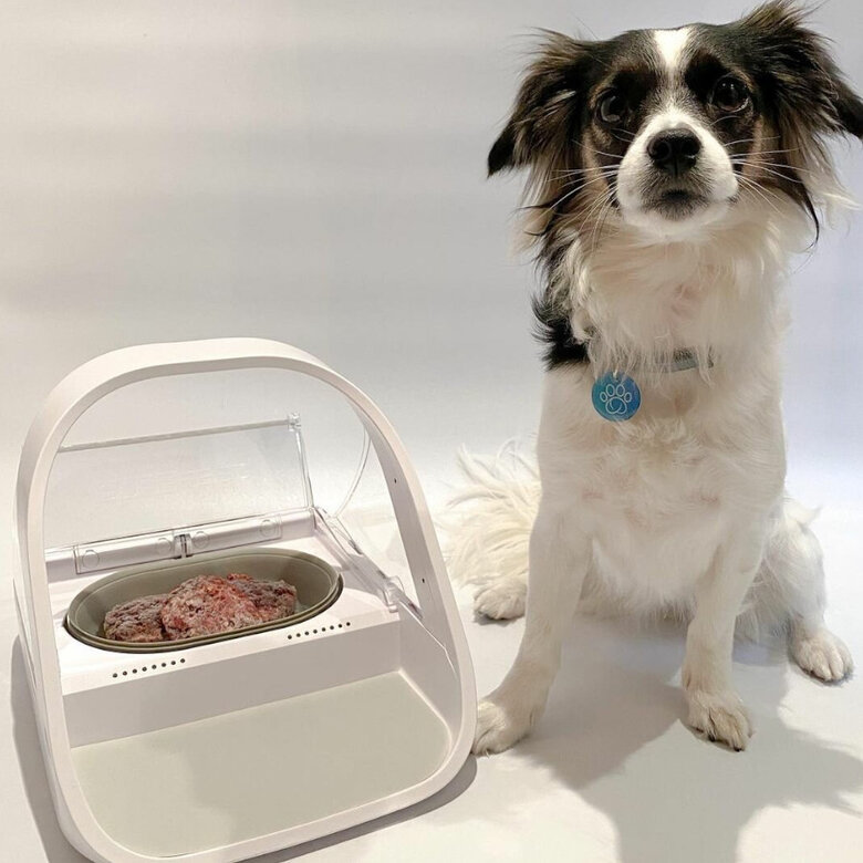 Sure Petcare Surefeed Comedero Automático con Microchip | Kiwoko