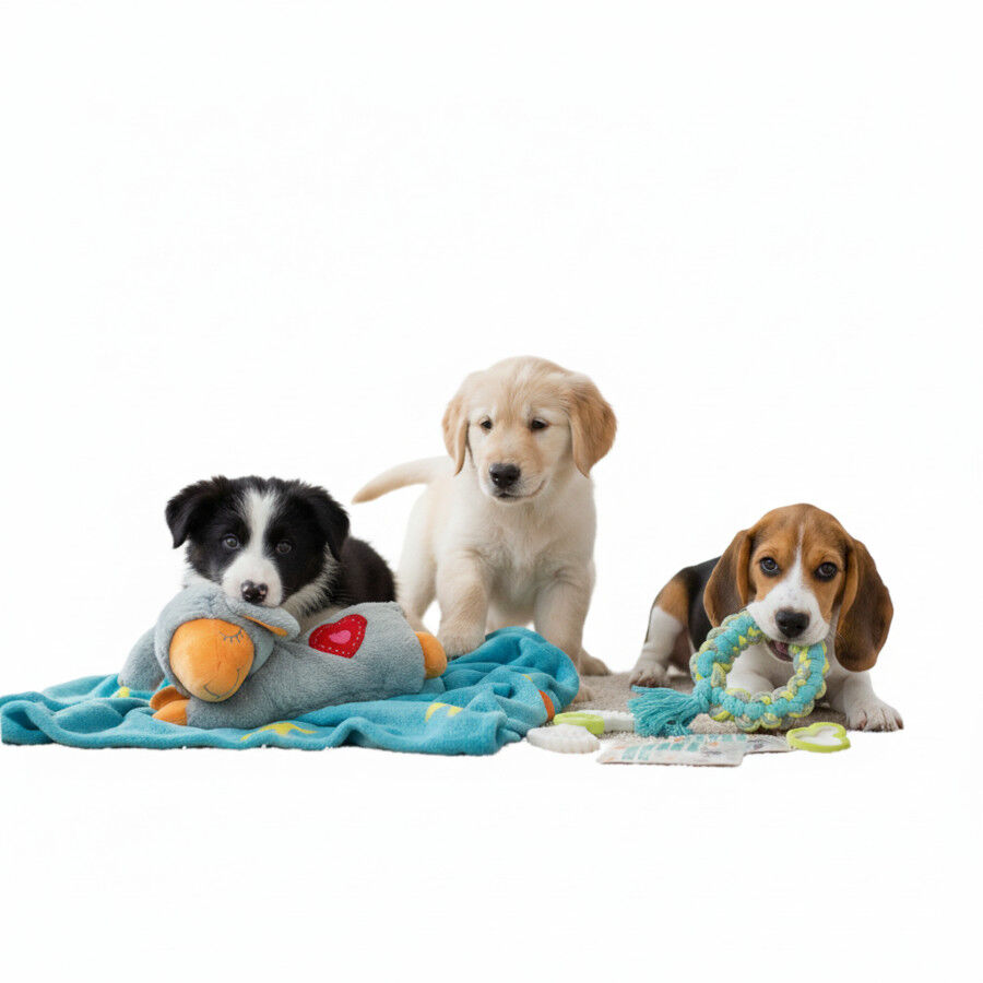 All For Paws Pups Kit de Juego para cachorros