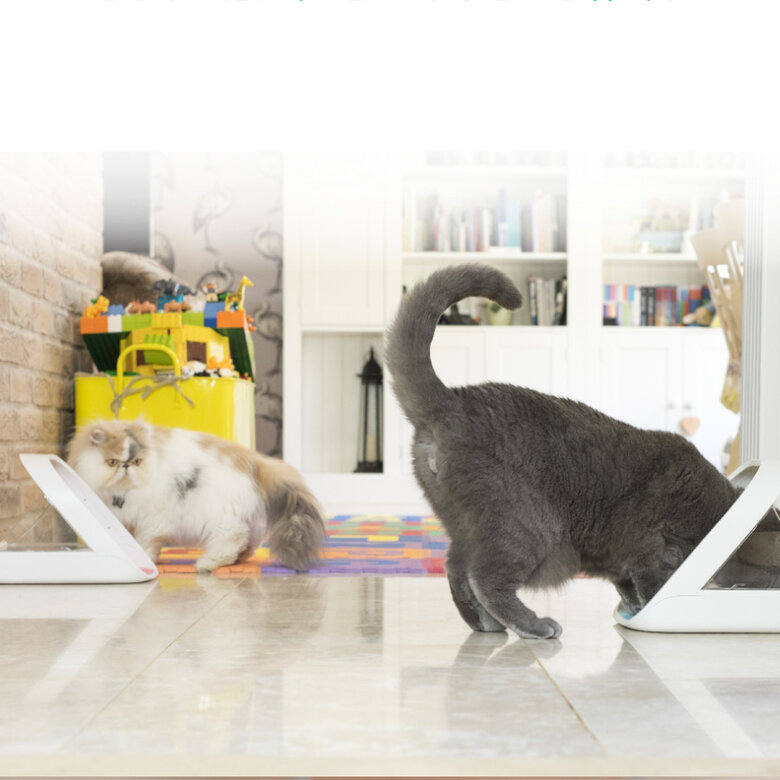 Sure Petcare Surefeed Comedero Automático con Microchip | Kiwoko