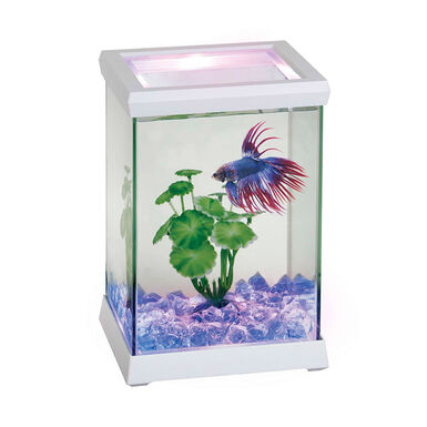 Comida, acuarios y accesorios para peces | Kiwoko