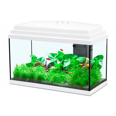 Comida, acuarios y accesorios para peces | Kiwoko