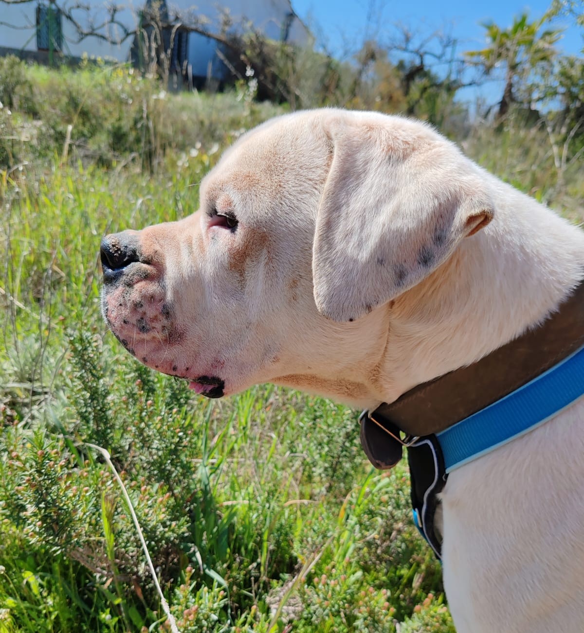 Adopta a ROCKO