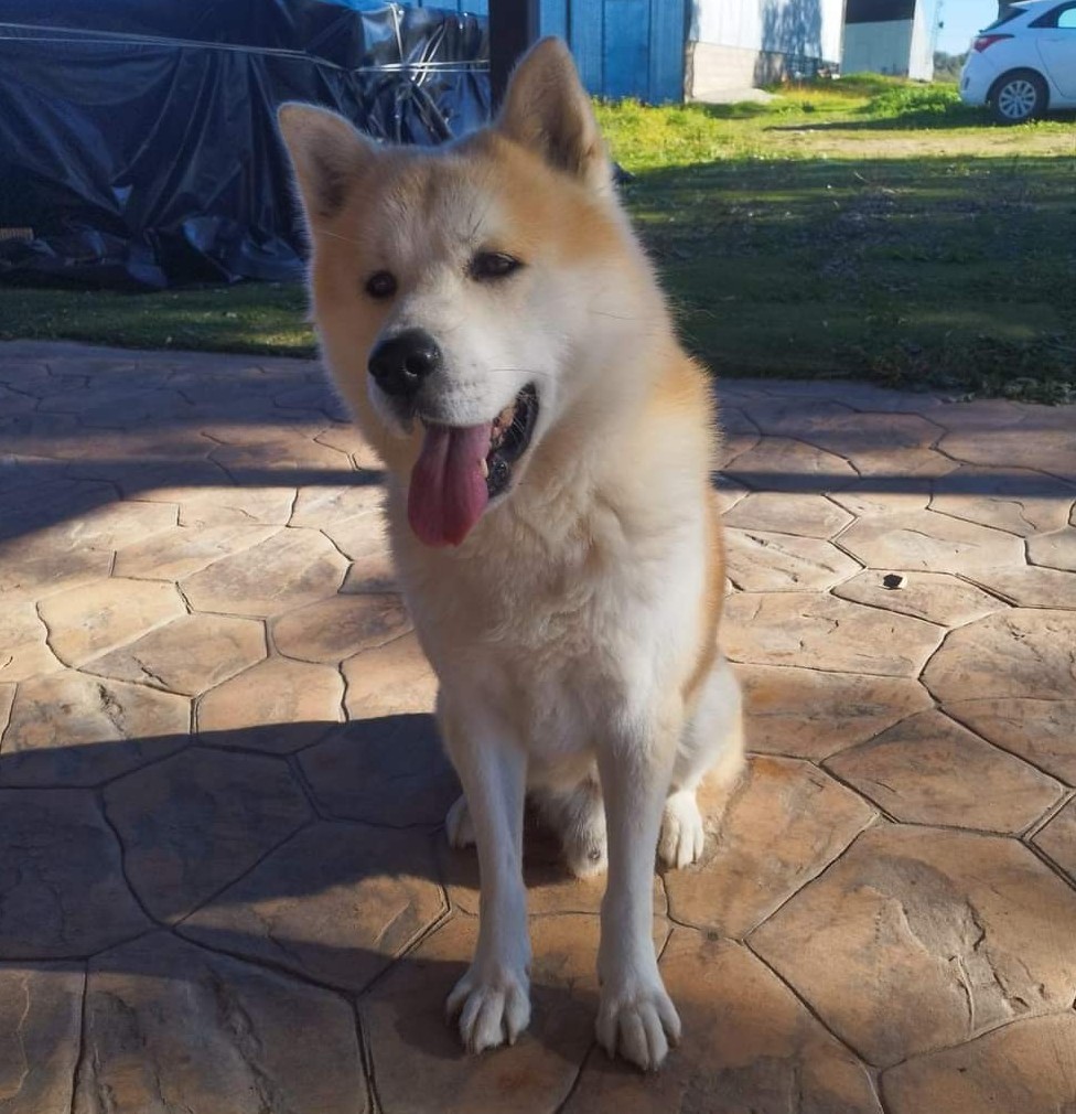 Adoptado - Adopta a DROGO