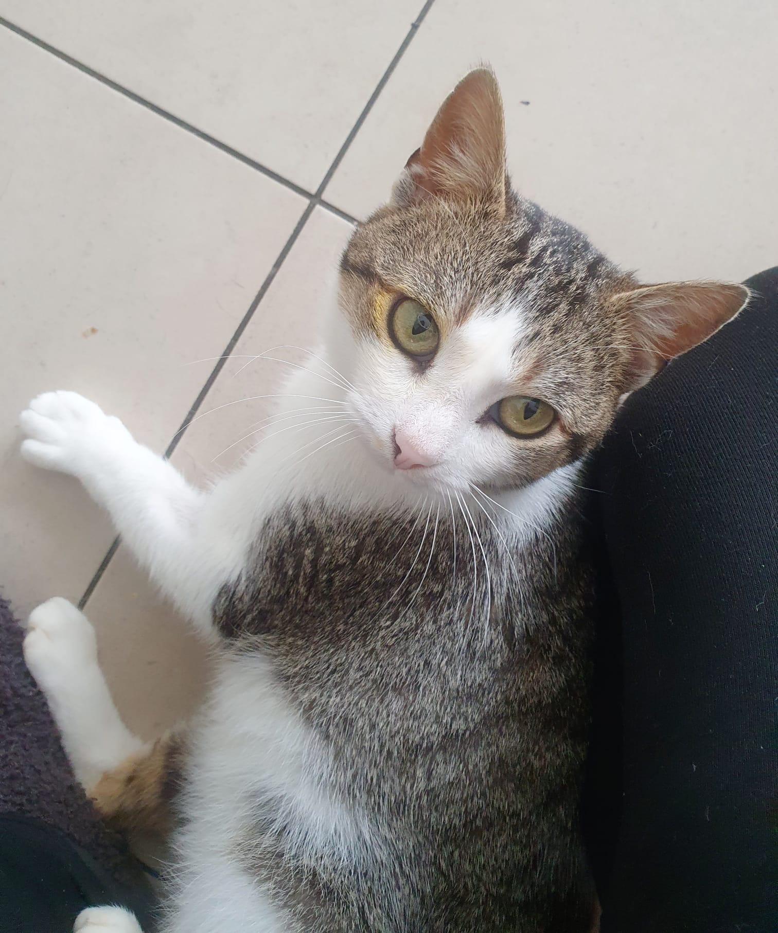 Adopta a Kai