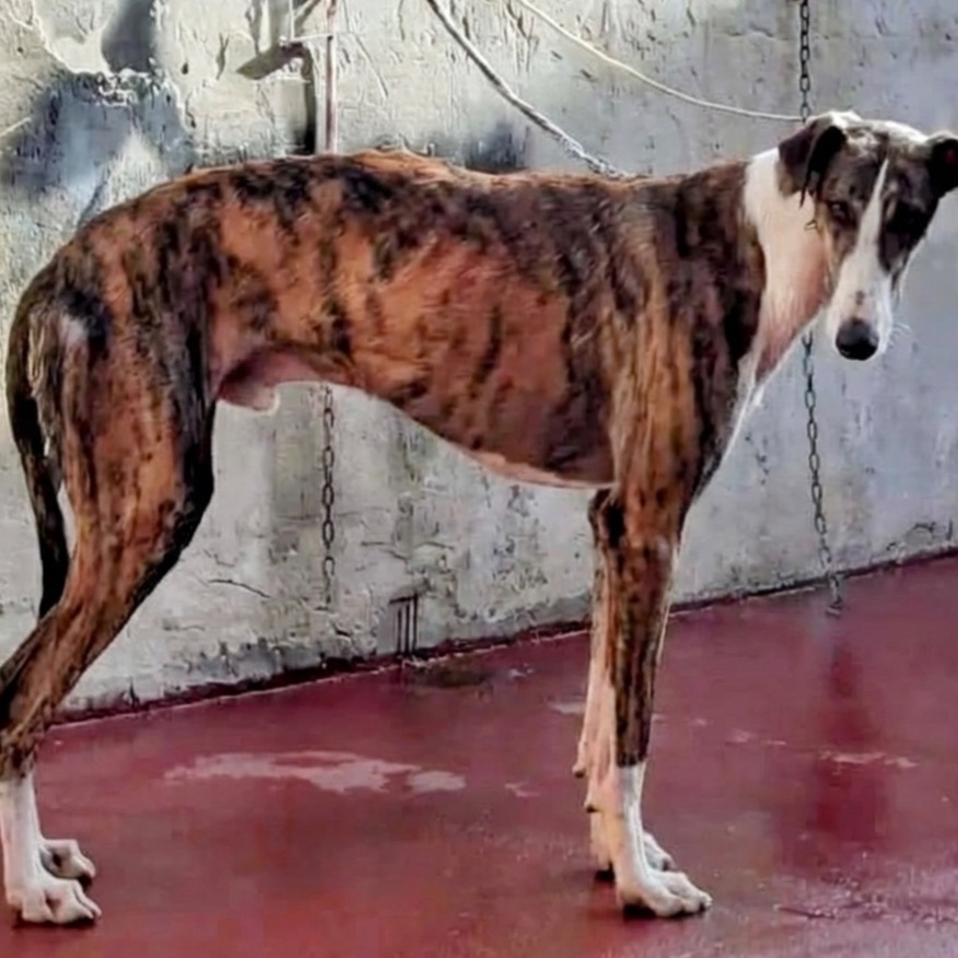 Adopta a ATLAS