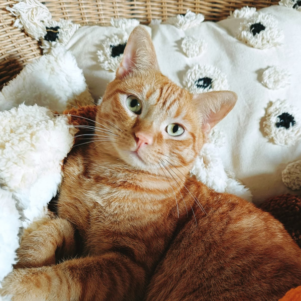 Adopta a CHEETO
